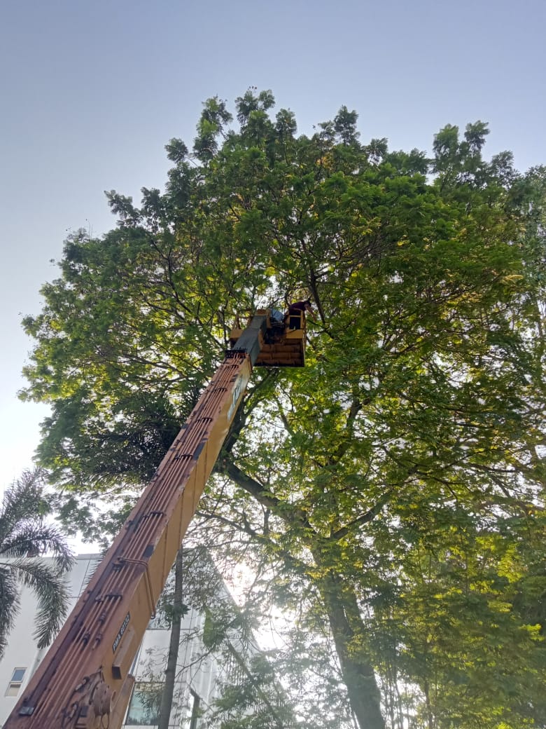 Tree Cutting - Gardening TreeCut | Tree Removal