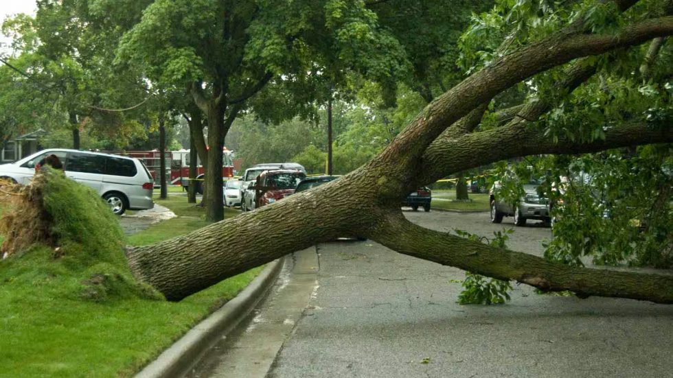 Risks of Fallen Trees on Road: A Threat to Your Safety